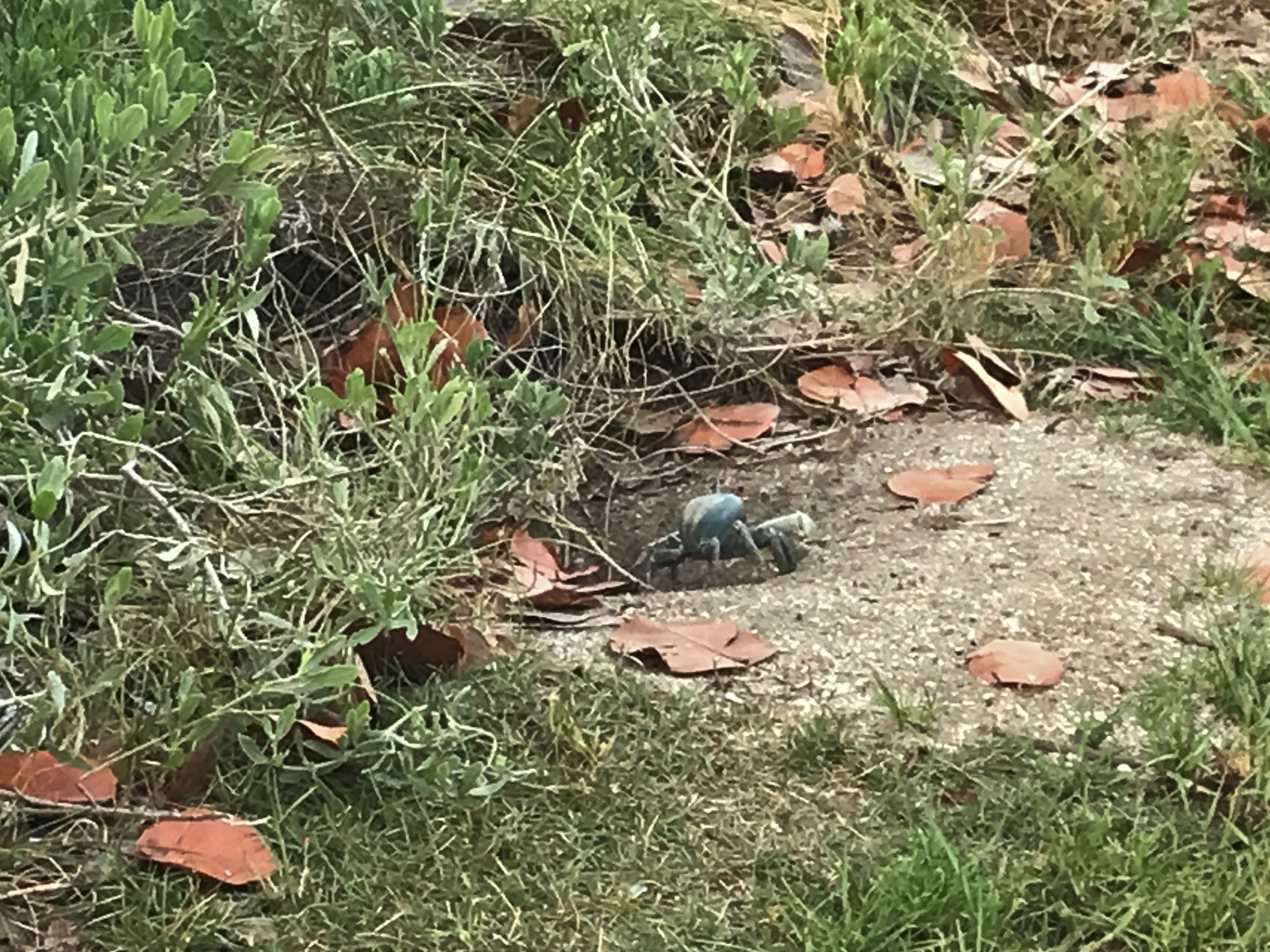 Camping with the Long Key Crabs – debbieburton.blog