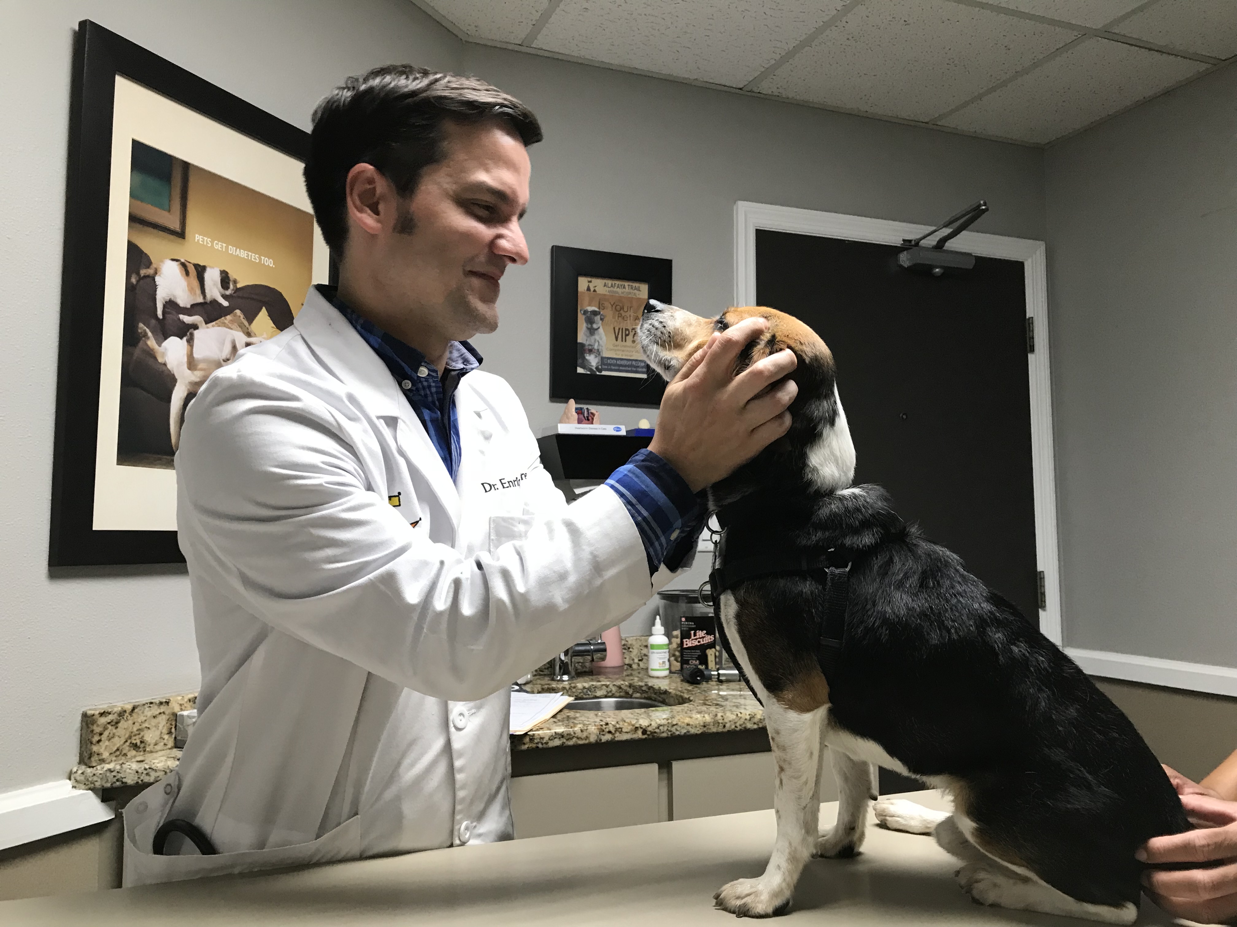 One Beagle’s Battle with Degenerative Disk Disease – debbieburton.blog