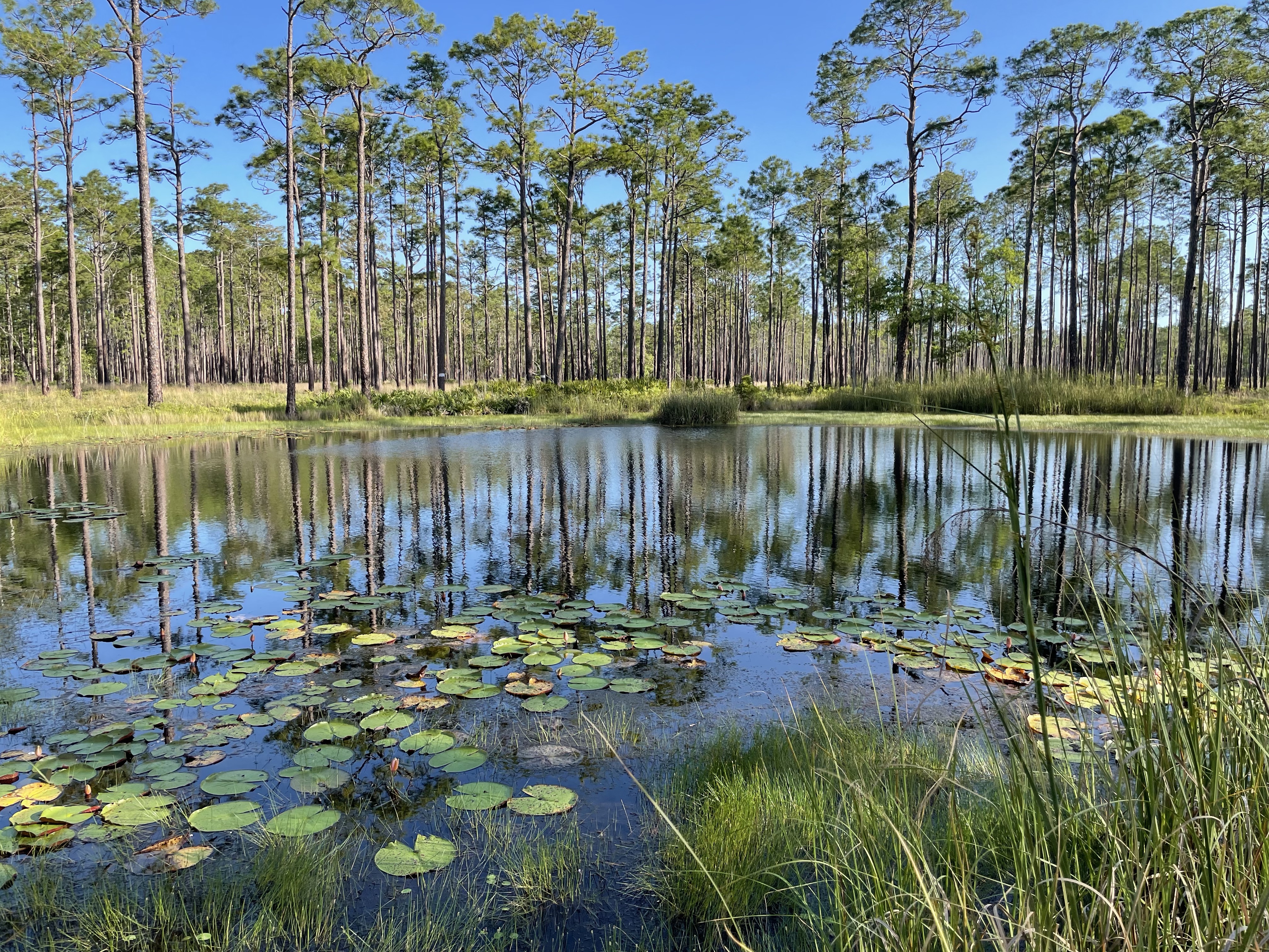 Reflection Pond – debbieburton.blog