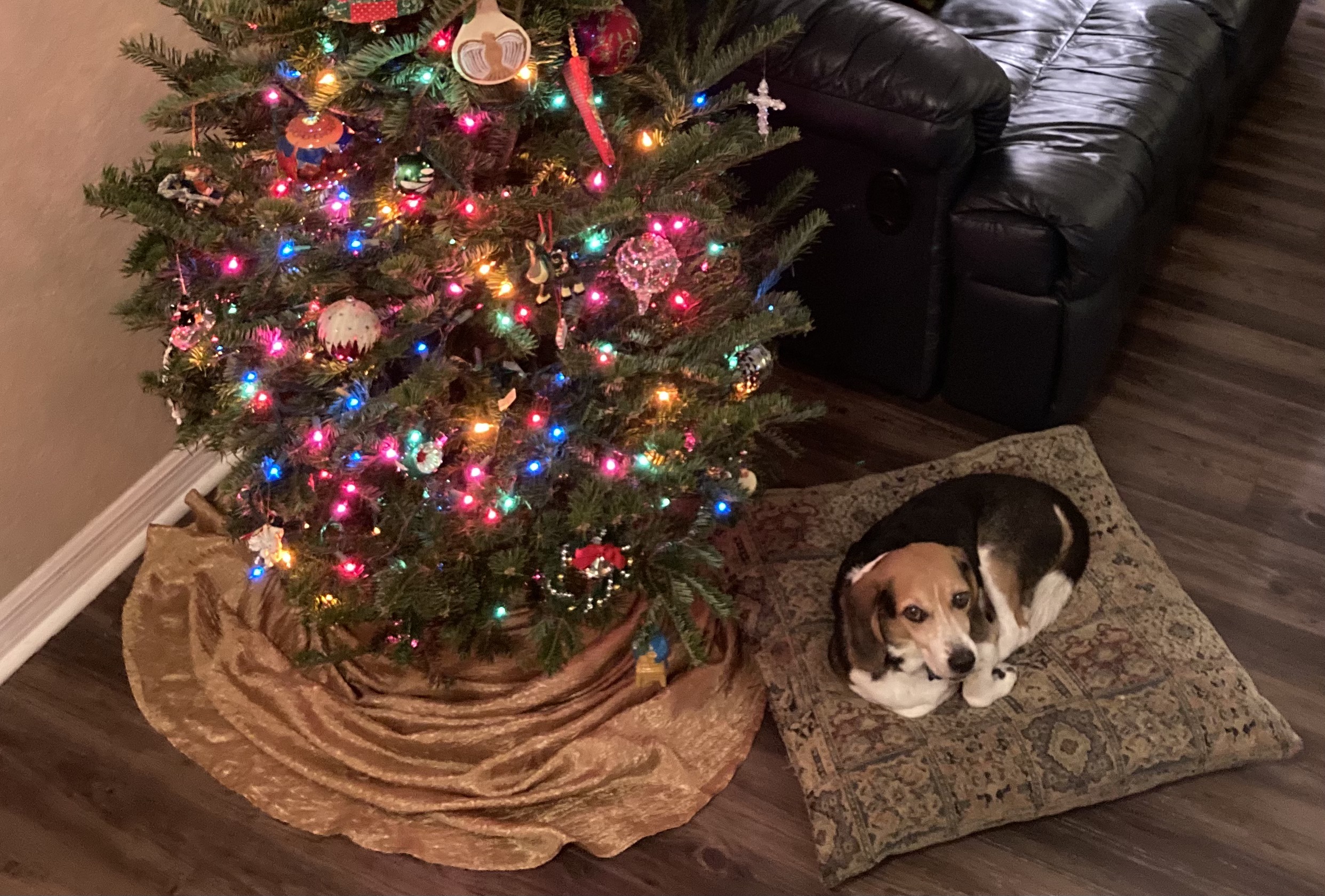 How Buddy the Beagle Stole the Christmas Candy – debbieburton.blog